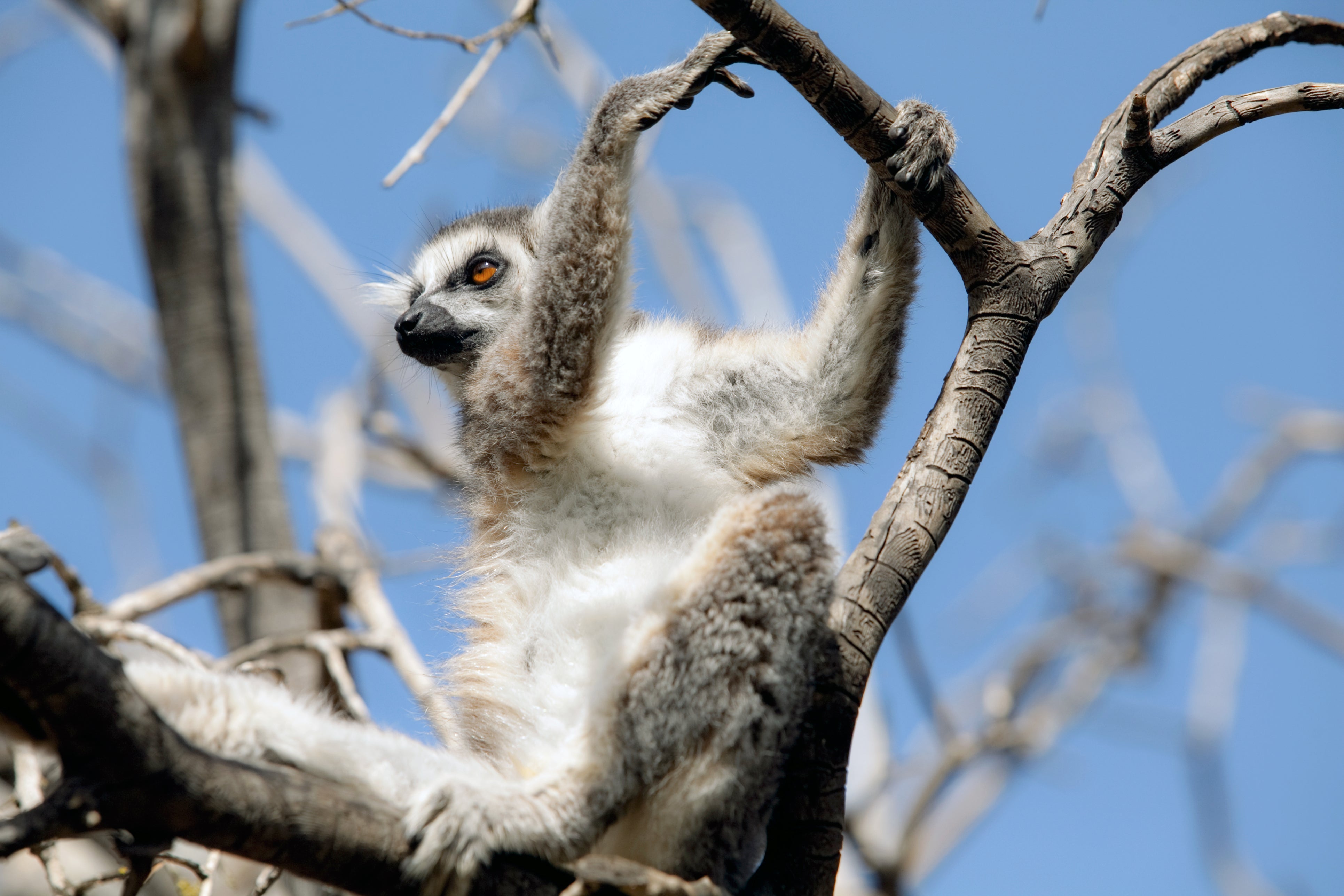 Animals – Photo Land
